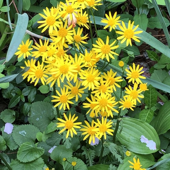 Fast Growing Native Perennials