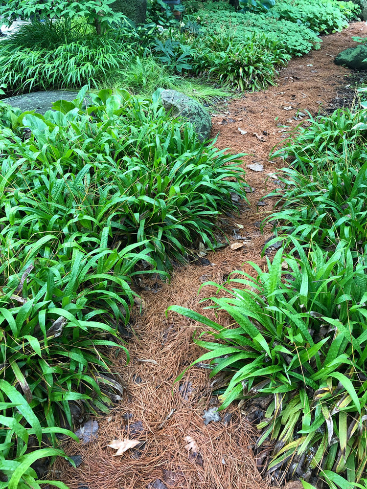 Native Garden Design Ideas: Paths