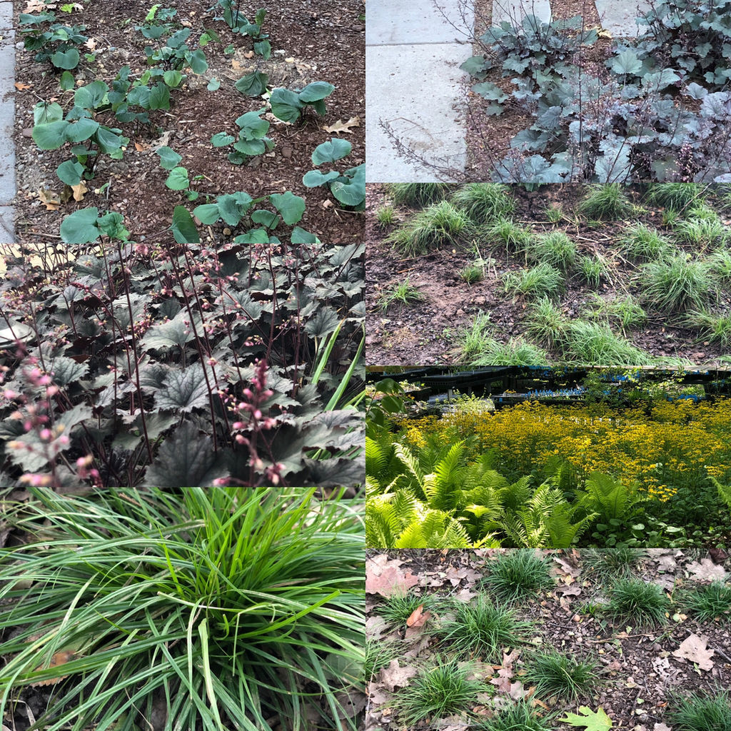 Maryland and Virginia Native Garden Building Blocks: Best Ground Covers