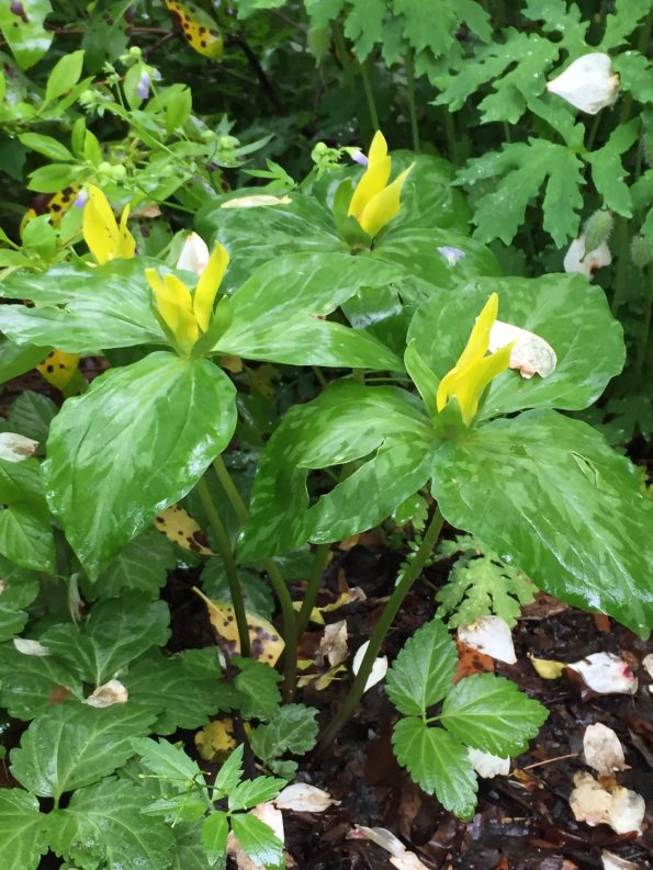 Maryland and Virginia Native Plants: Spring Blooms