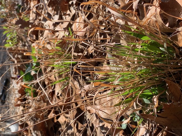 Wildflower Native Plant Nursery: Bethesda MD