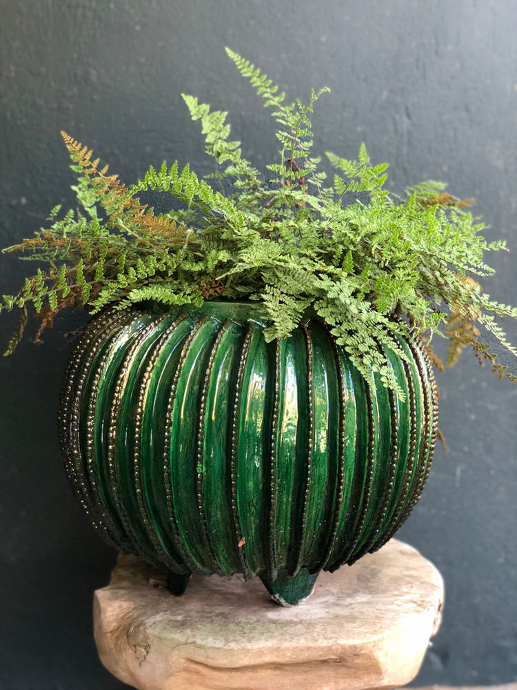 Native Plants: A Plethora of Possibilities in Pots