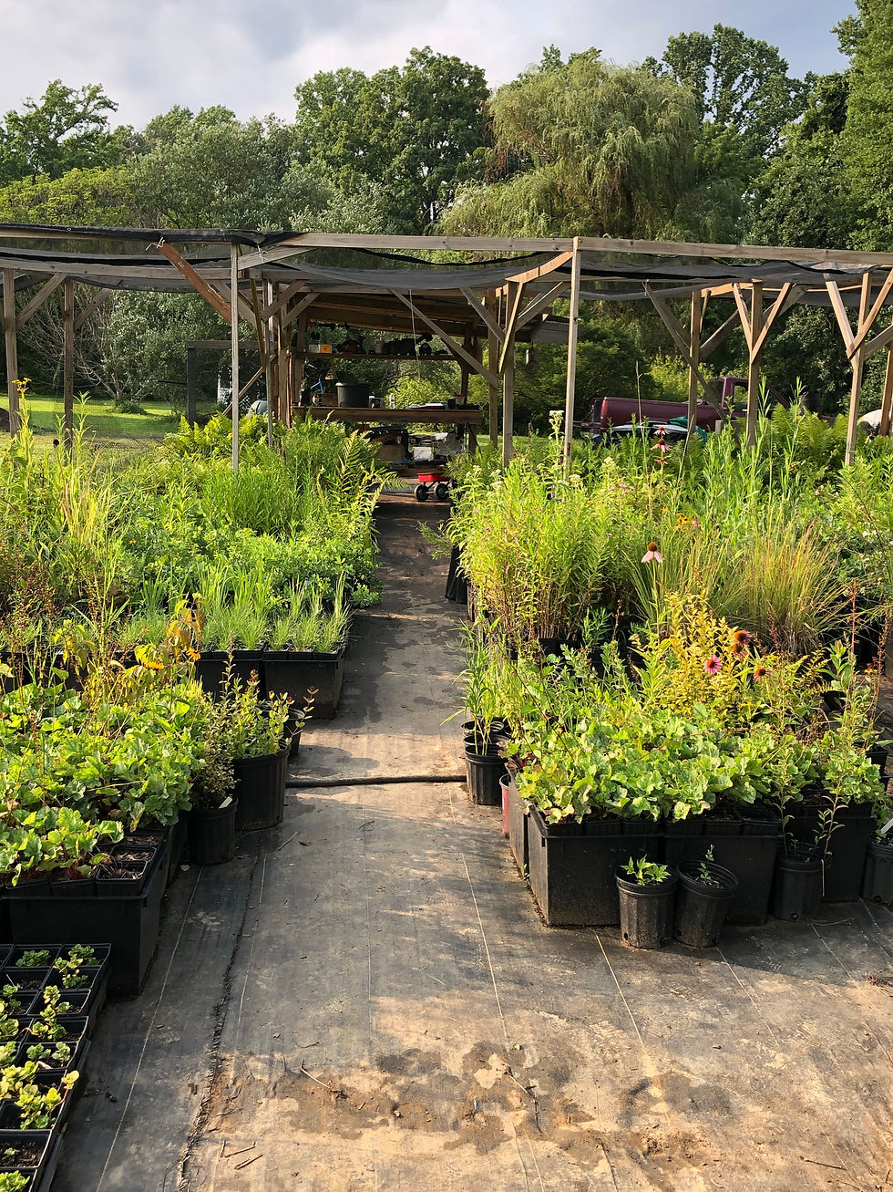 Local Native Plant Nurseries