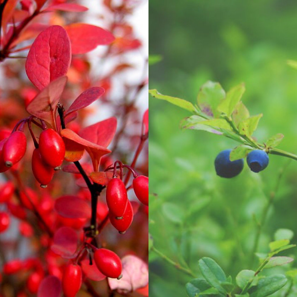 Barberry: Plant This or That