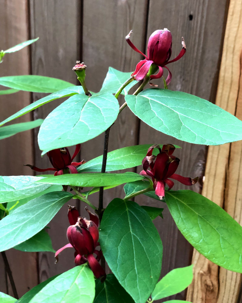 Native Plant Narratives: the Artistic Garden in Spring