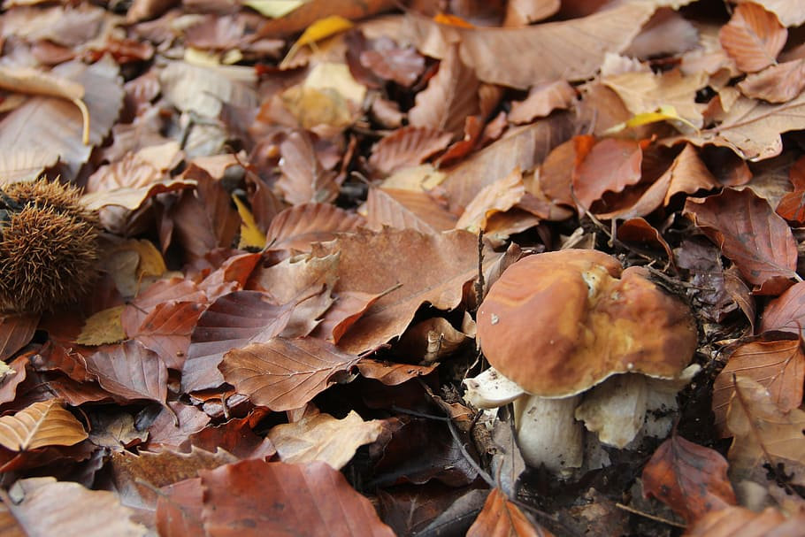 Autumn Foraging: Guide to Foraging in the UK in Autumn