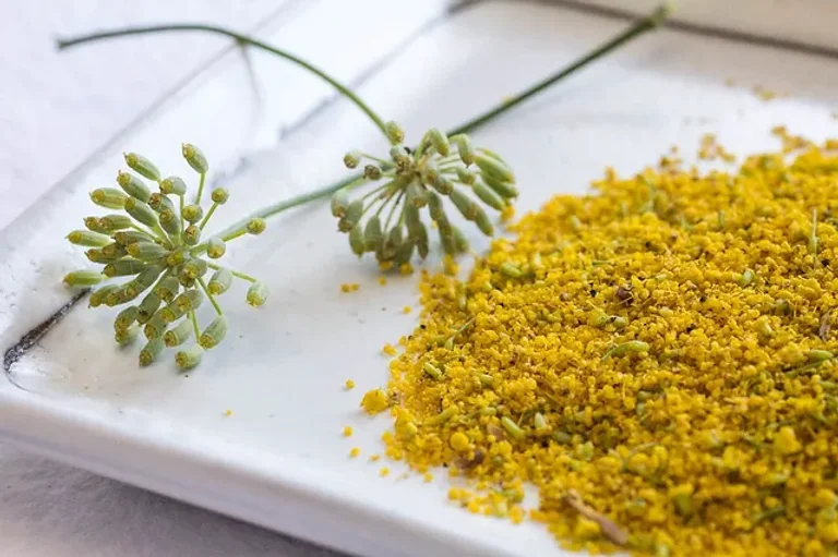 Wild Fennel Pollen: How to harvest it and how to use it