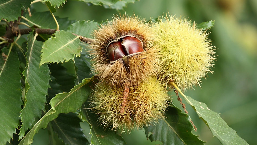 Sweet Chestnut Tree | Edible Chestnuts and Recipes UK