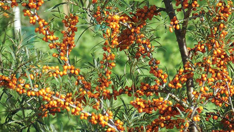 Sea Buckthorn Berries: Identification, Uses & Recipes