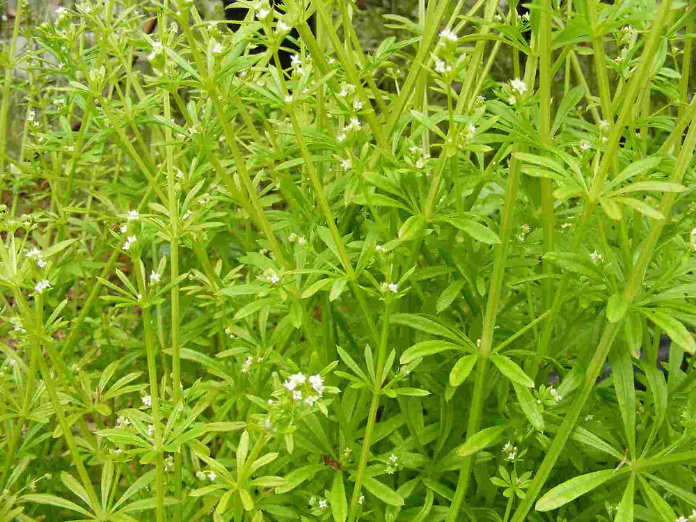Cleavers or Goosegrass: A Versatile Edible Plant UK