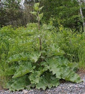 Burdock, the versatile Wild Food! Identification guide
