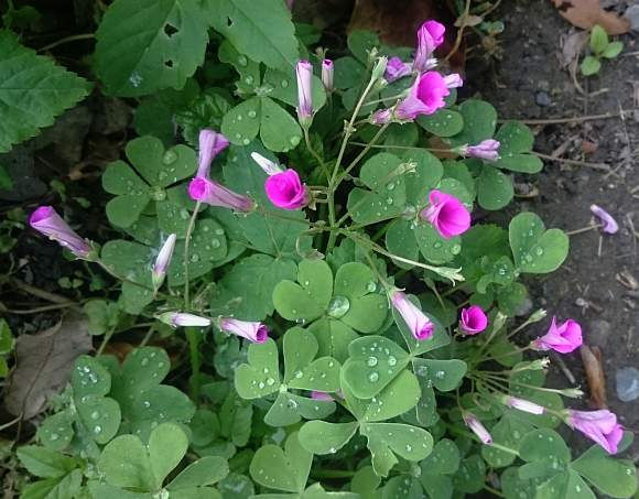 Wild Sorrel Identification, Their Uses and some Delicious Sorrel Recipes