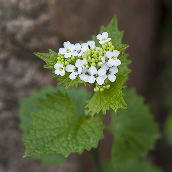 Jack by the Hedge, Hedge Garlic or Garlic Mustard uses