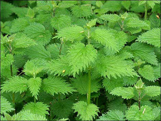 The Stinging Nettle | Nature's Health Food | Identification guide