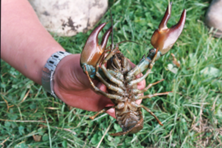 Catching & Preparing Crayfish using Pots and Traps UK