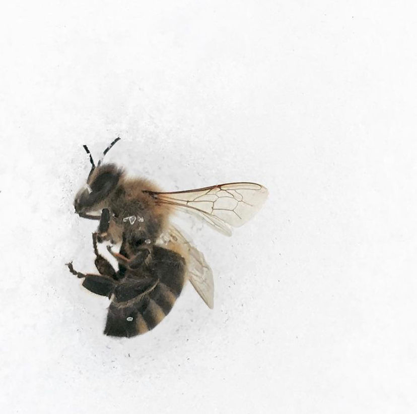 Winter bees: How honeybees survive the winter
