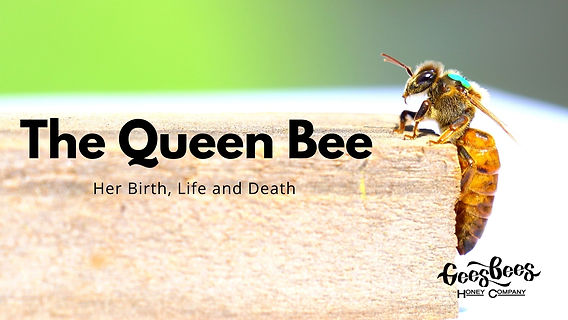 worker bee lifespan