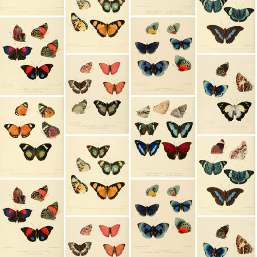 Sample - Lepidoptera | WANDD Behang