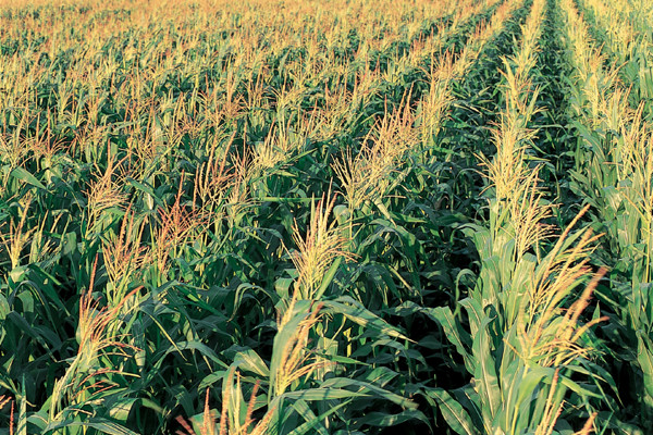 KTOP Corntopping Home - Offseason