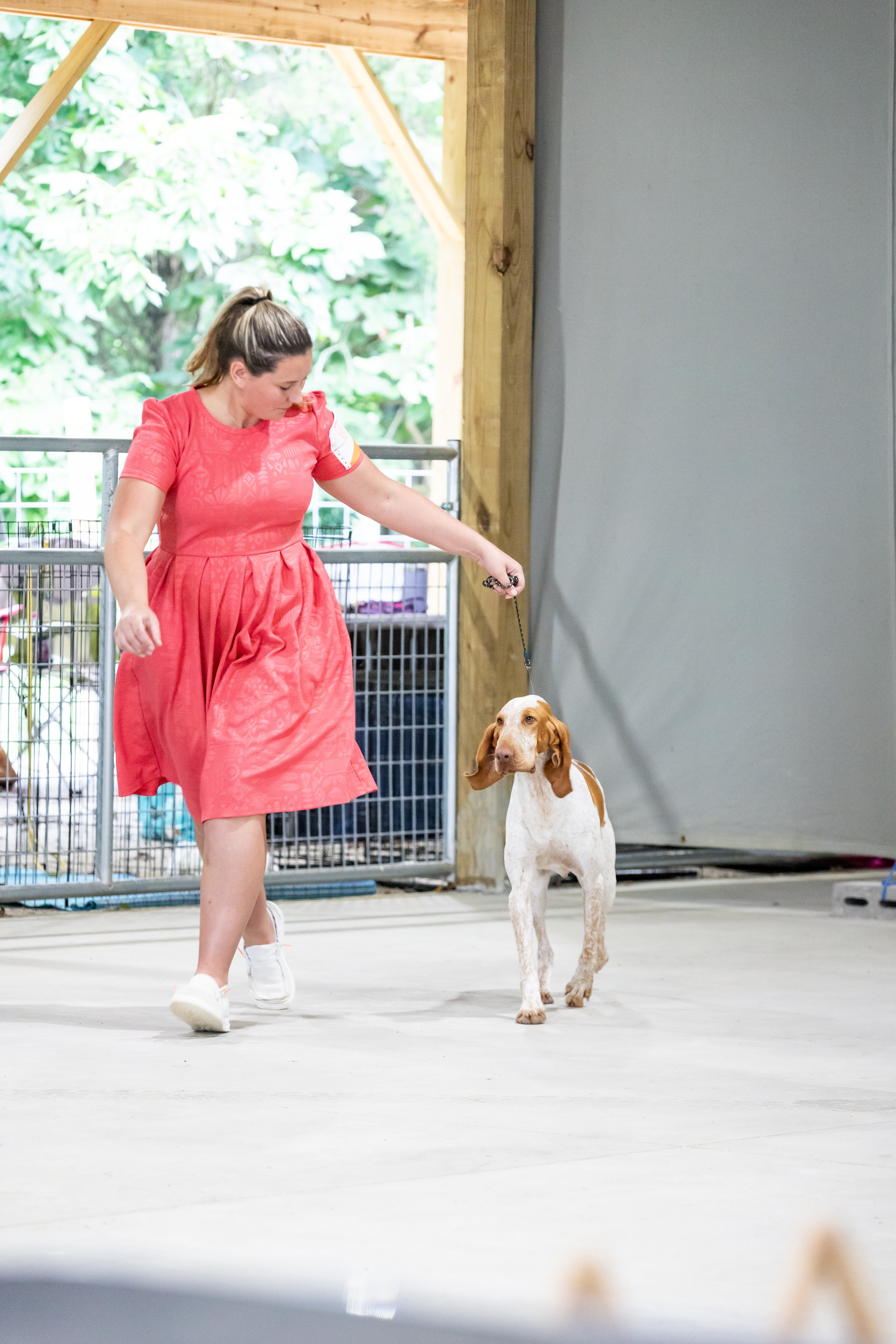 Lemon| Nosam Kennels|Kentucky| AKC German Shortharied Pointers ...