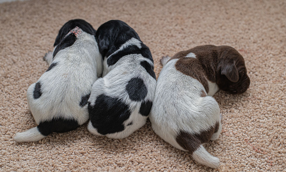 German Shorthair Pointer Colors