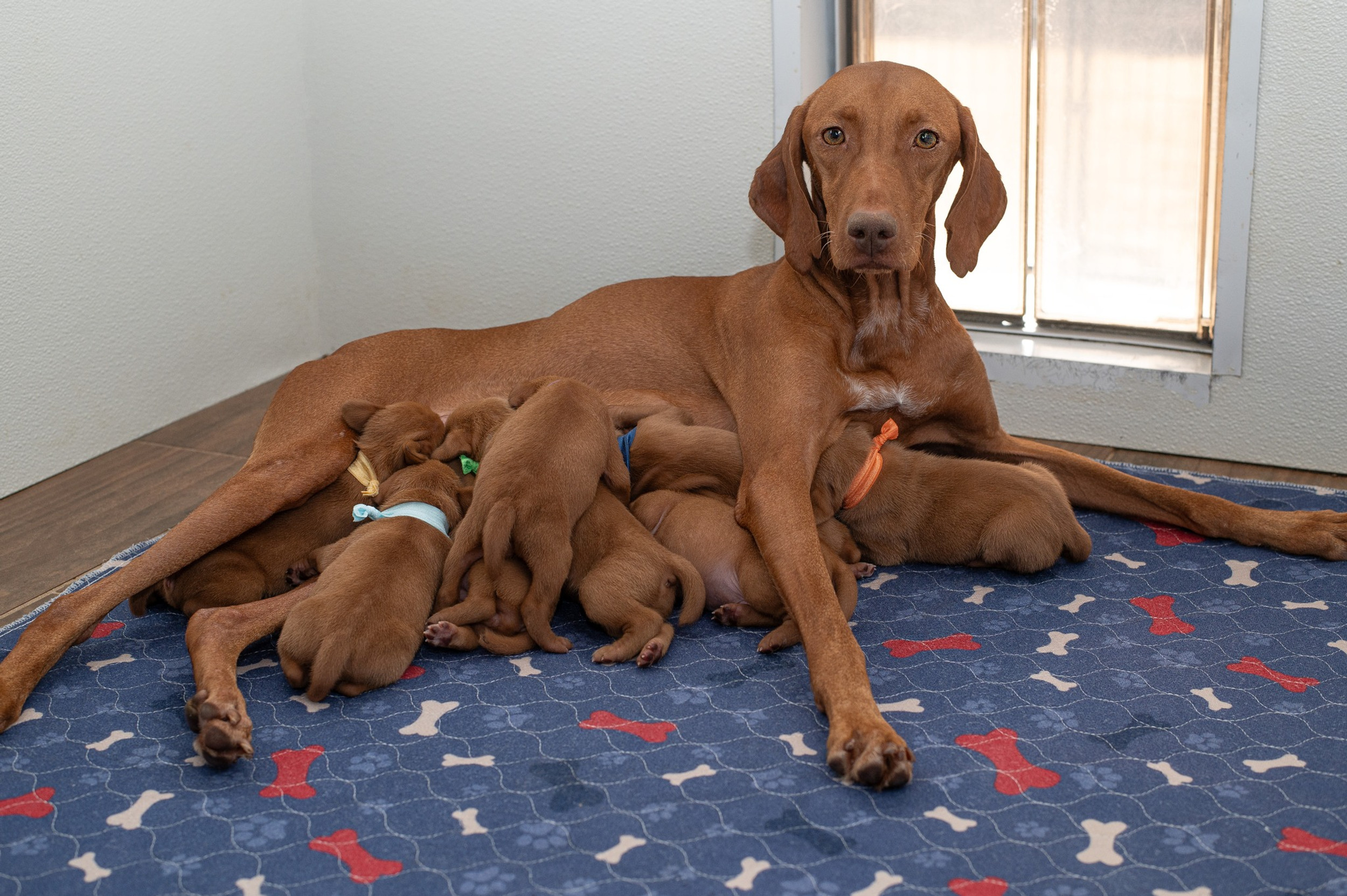 Vizsla Puppies | Vizsla Pups at Nosam Kennels