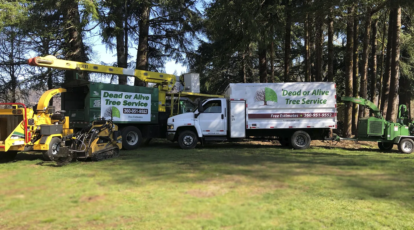 Olympia Tree Service, Tree Trimming and Tree Removal