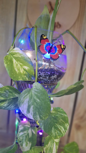 Hydro with Monstera Thai Constellation and Mixed Pothos on Rust Stand | PlantsNLogs
