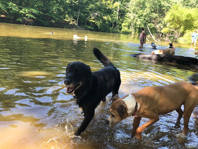 Timber Creek Dog Park New Jersey timber-creek-dog-park-new-jersey