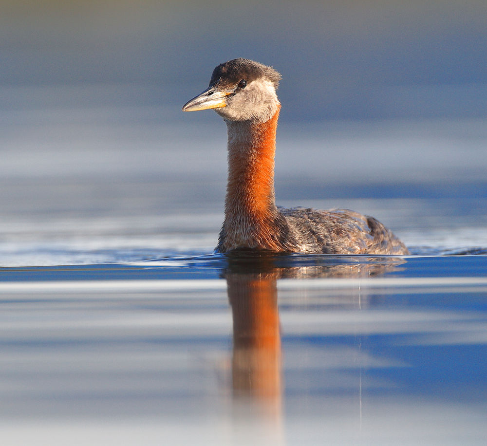 Bird Photography in Floating Blinds