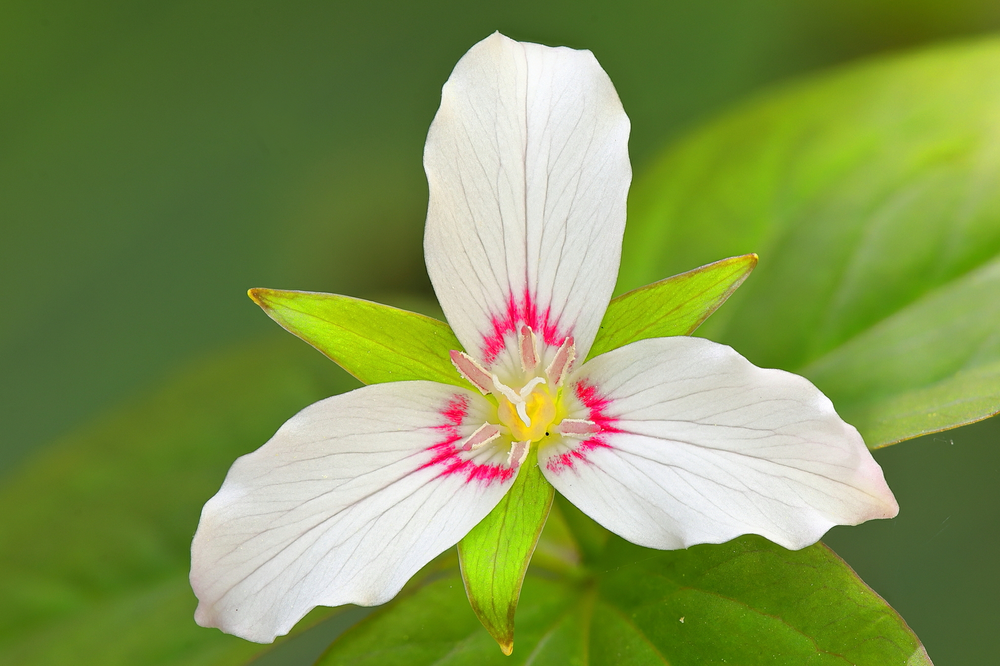 Shoot Quality Nature Close-ups the Easy Way