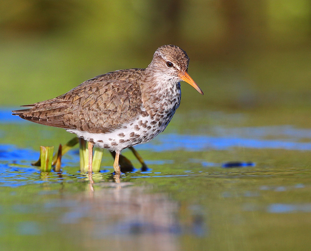 Bird Photography in Floating Blinds