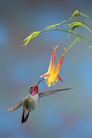 Gerlach Nature Photography Workshops