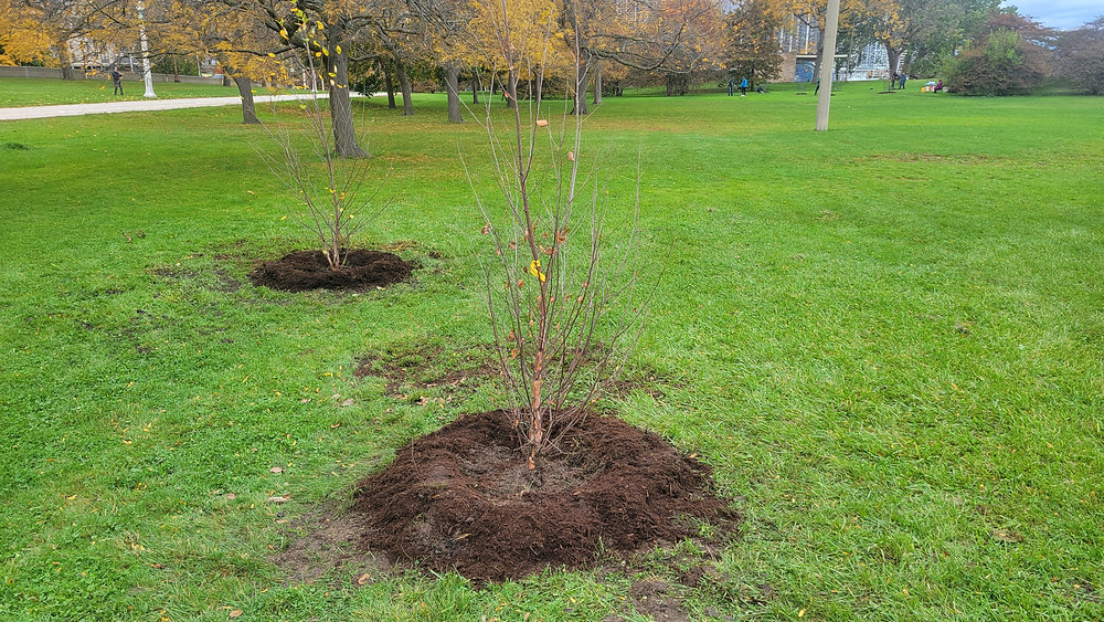 Beach Stewardship Tree Watering Crew: Information & Sign Up
