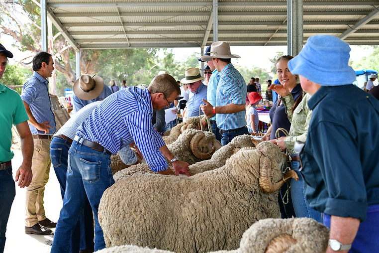 Mudgee Show | Home