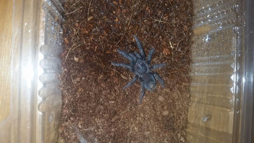 Tarantulas | Essex | So Many Legs Ltd