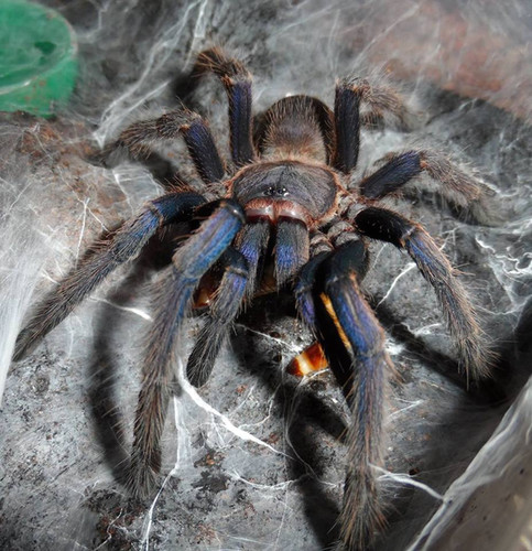 Tarantulas | Essex | So Many Legs Ltd