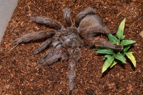 Tarantulas | Essex | So Many Legs Ltd