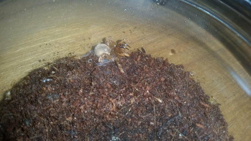 somanylegs | OTHER SPIDERS