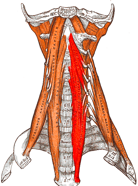 Fixing Posture: The Deep Neck Flexors