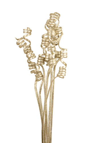 Cane Spring | TVI Imports, LLC.