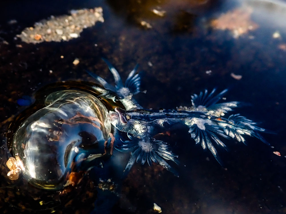 Creature Feature: Glaucus atlanticus