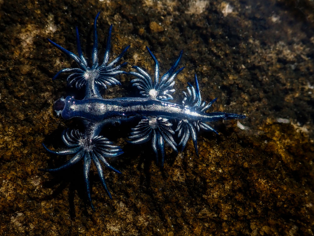 Creature Feature: Glaucus atlanticus