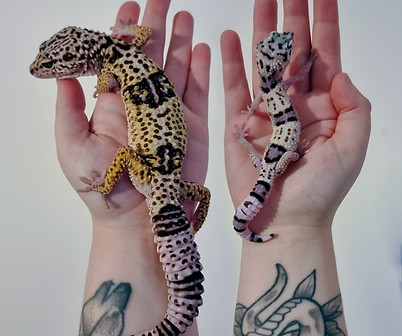 Leopard Gecko Caresheet | LGL
