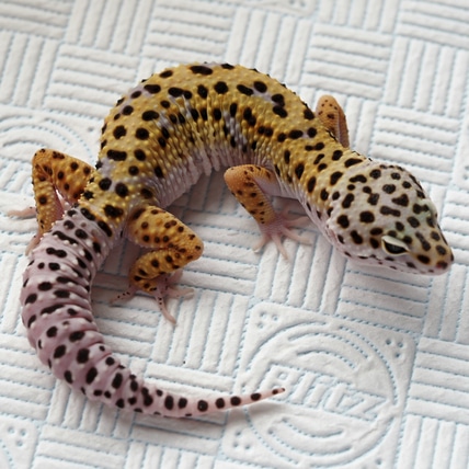 Leopard Gecko Morph Masterlist