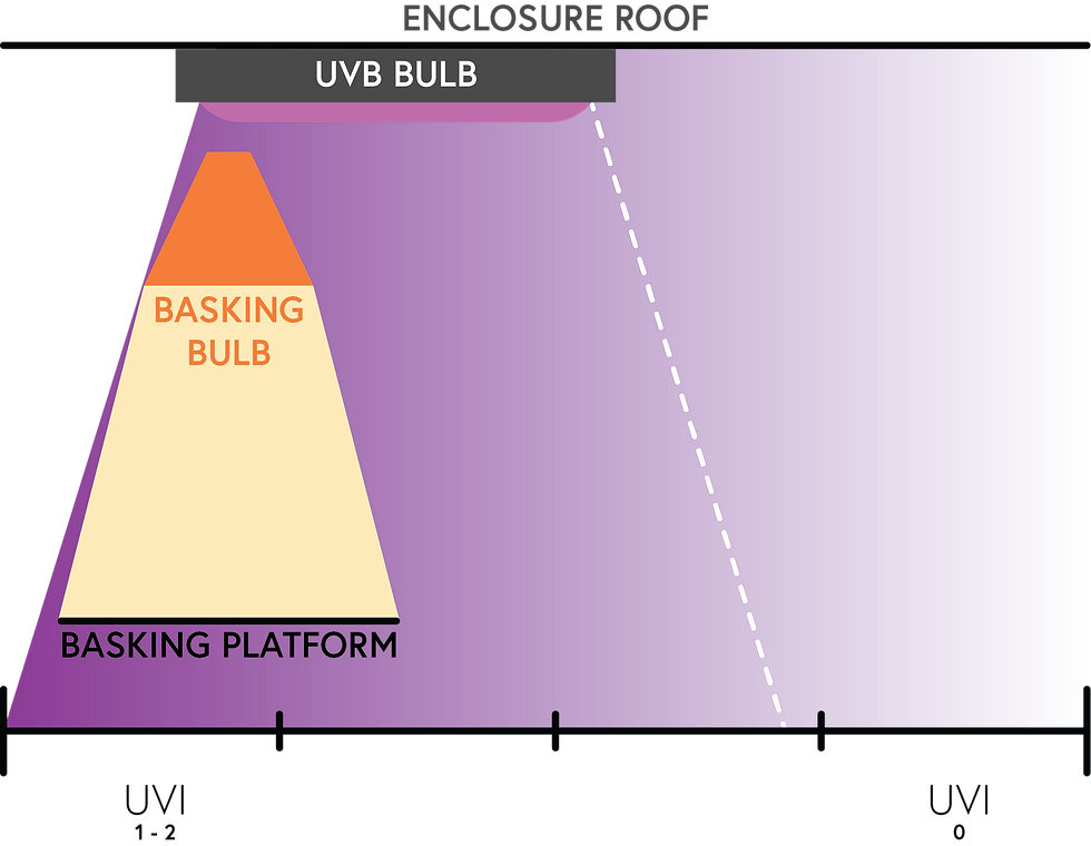 A Guide to UVB for Leopard Geckos