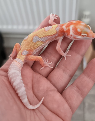 different leopard gecko morphs