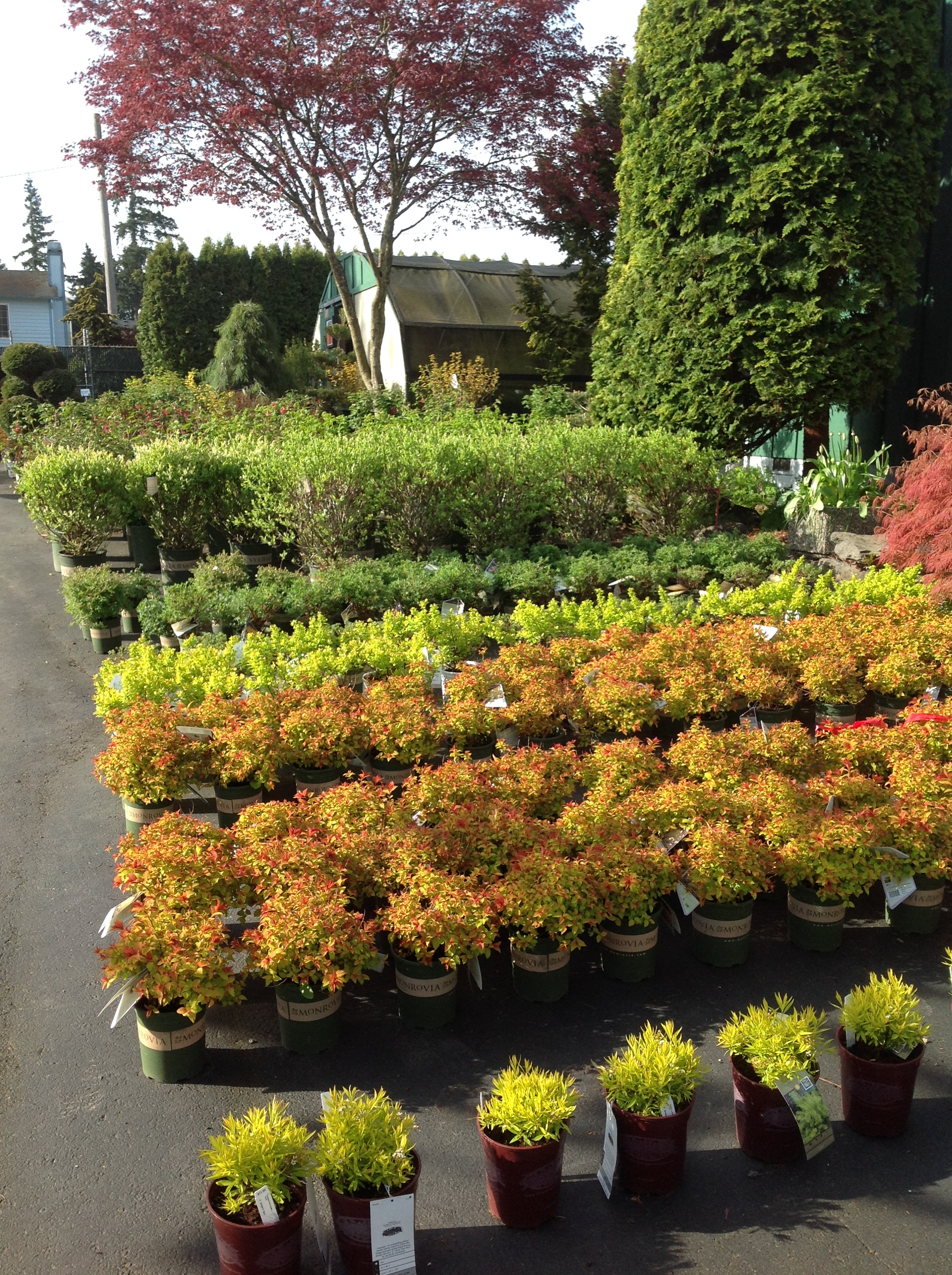 SHRUBS | portlandavenursery