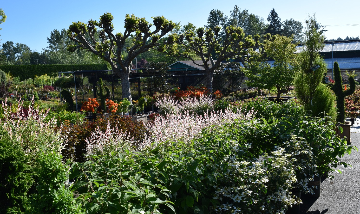 SHRUBS | portlandavenursery