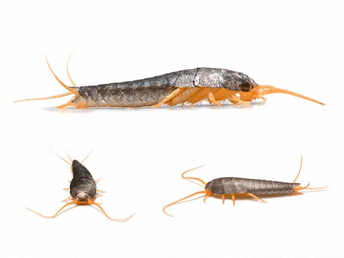Silverfish | Green Team Pest